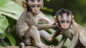 Descoberto fóssil que muda a história dos macacos nas Américas – Blog ...